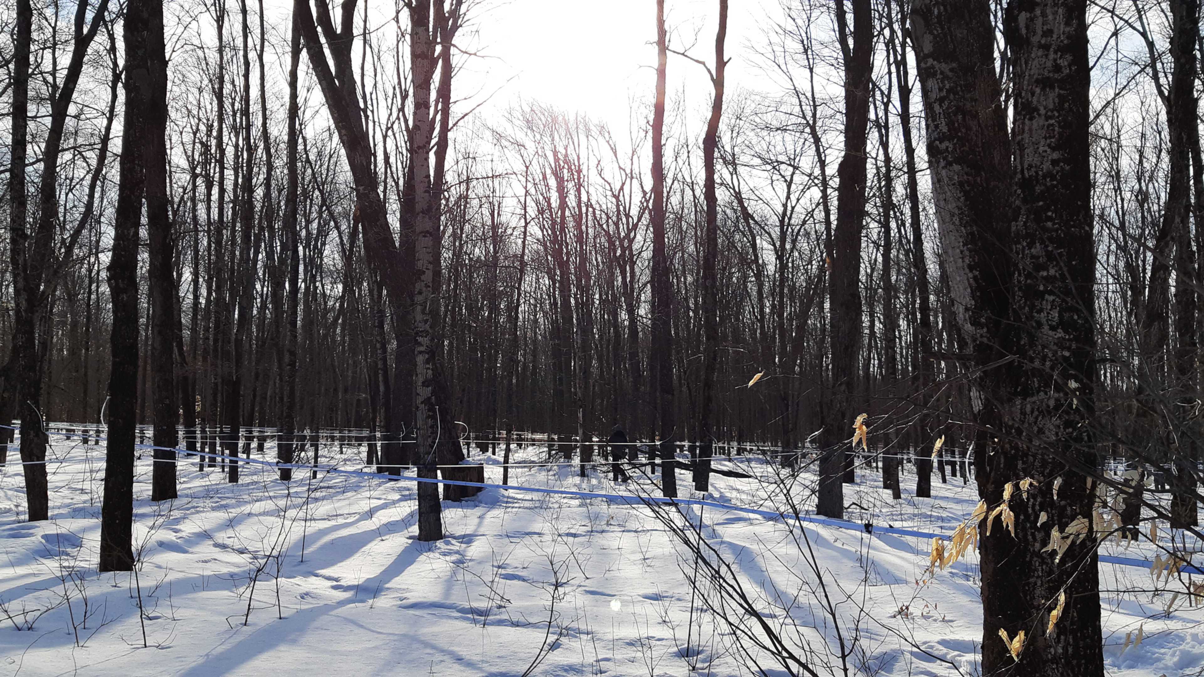 The sticky history of maple syrup in Canada | Foodism CA
